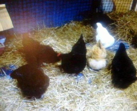 What to Do with Chickens During a Tornado or Hurricane - Grit